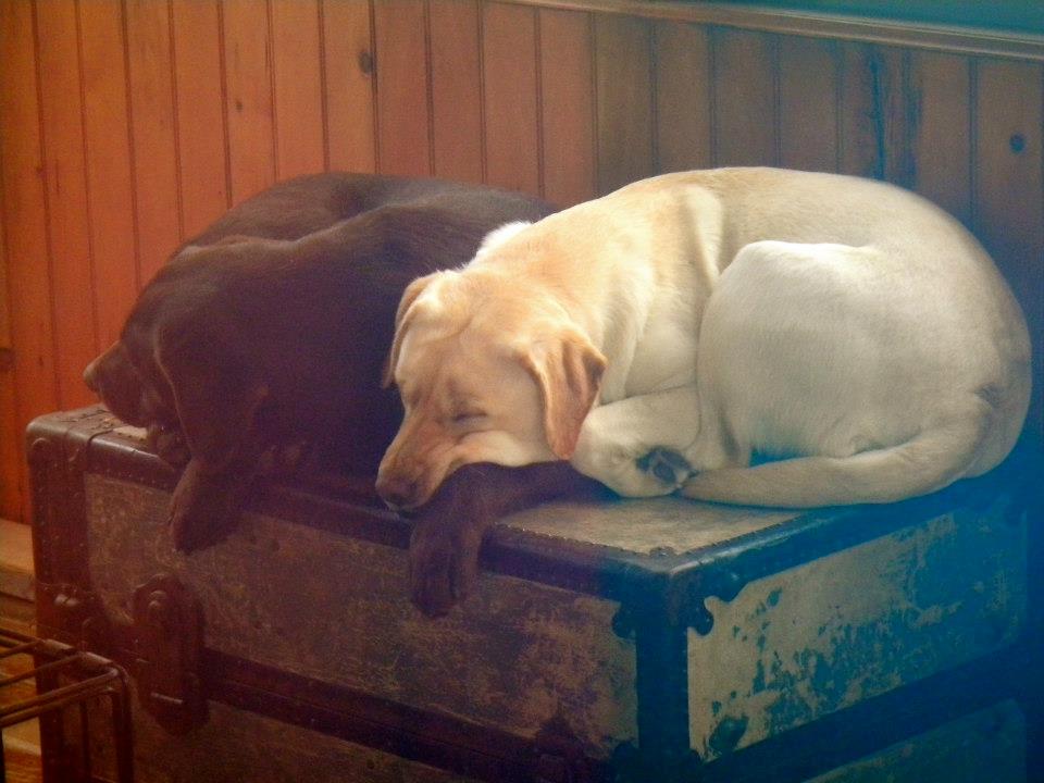 Granitehill Labradors – A small family-owned kennel in New Hampshire