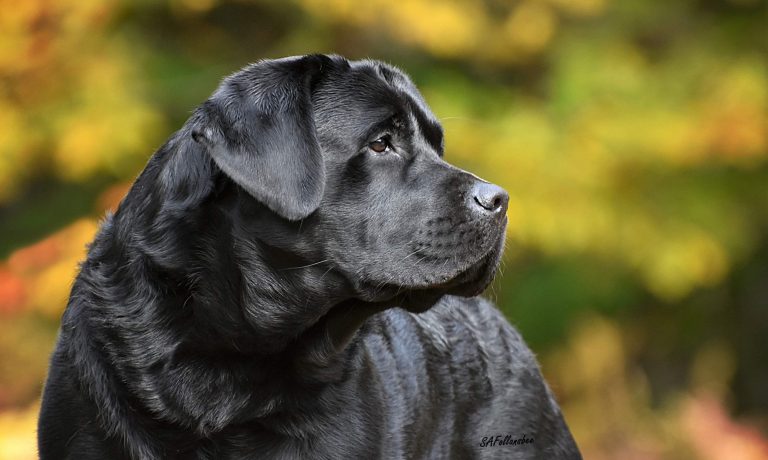 Granitehill Labradors – A small family-owned kennel in New Hampshire