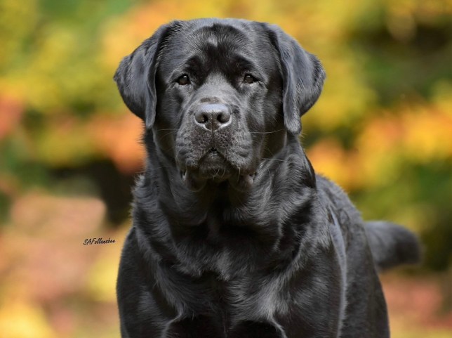 Granitehill Labradors – A small family-owned kennel in New Hampshire